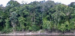 A Plea for Nature and a message from a Yanomami shaman | Barbara Crane ...