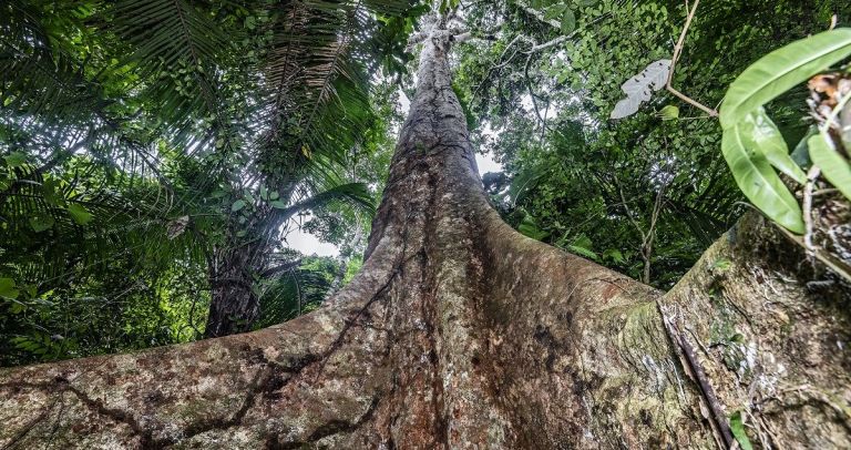 Los árboles milenarios de la Amazonía piden auxilio — Stigmatis ...